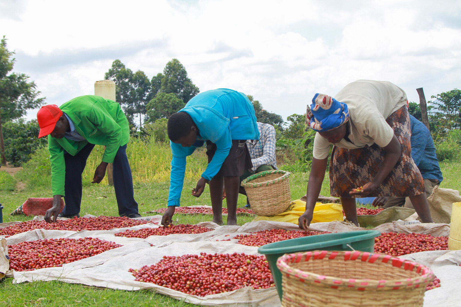 AGRONOMY – chepsangor coffee